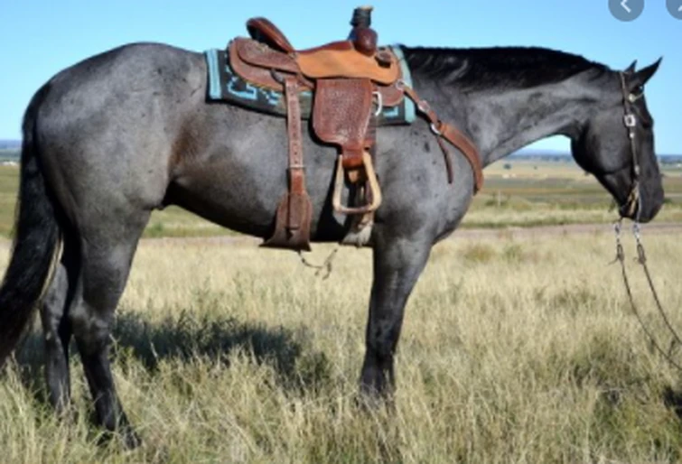 SSO Horses AQH | Fandom