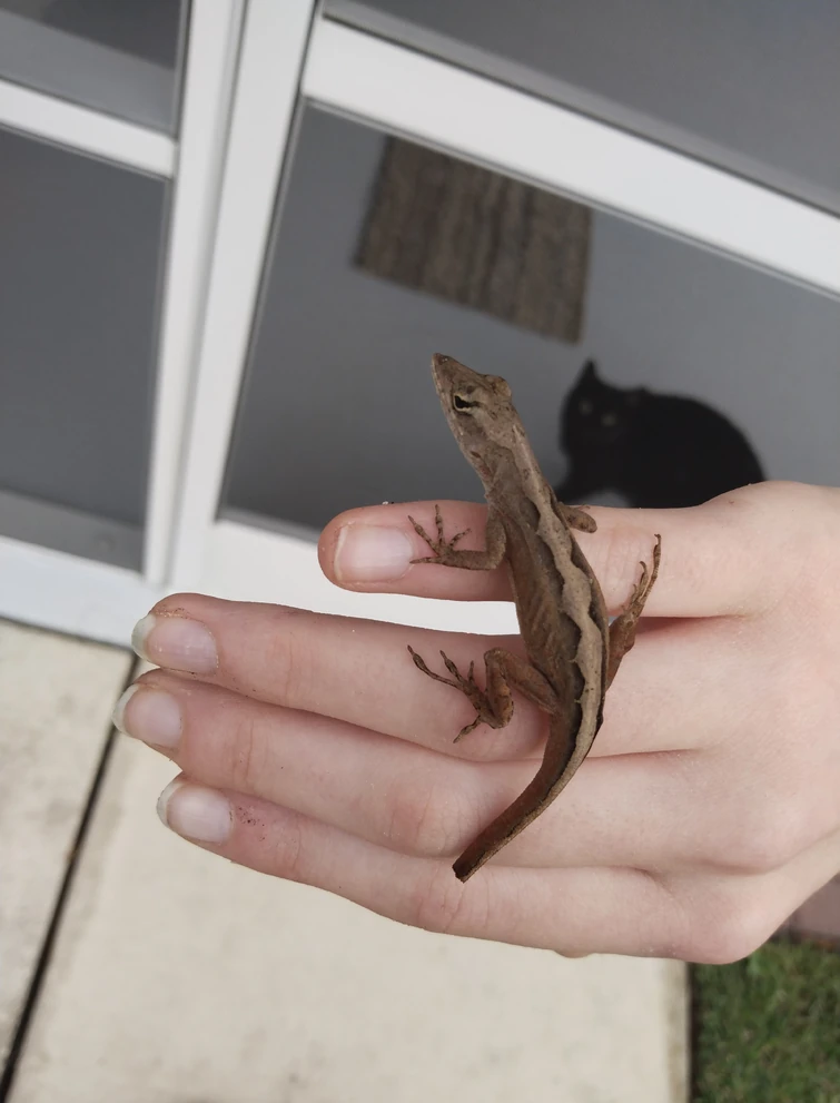 s'more anole photography | Fandom