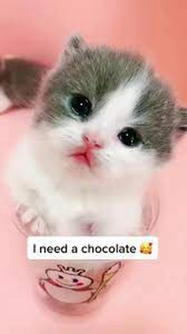 free cute cat pictures (in case of unpleasant events) | Fandom