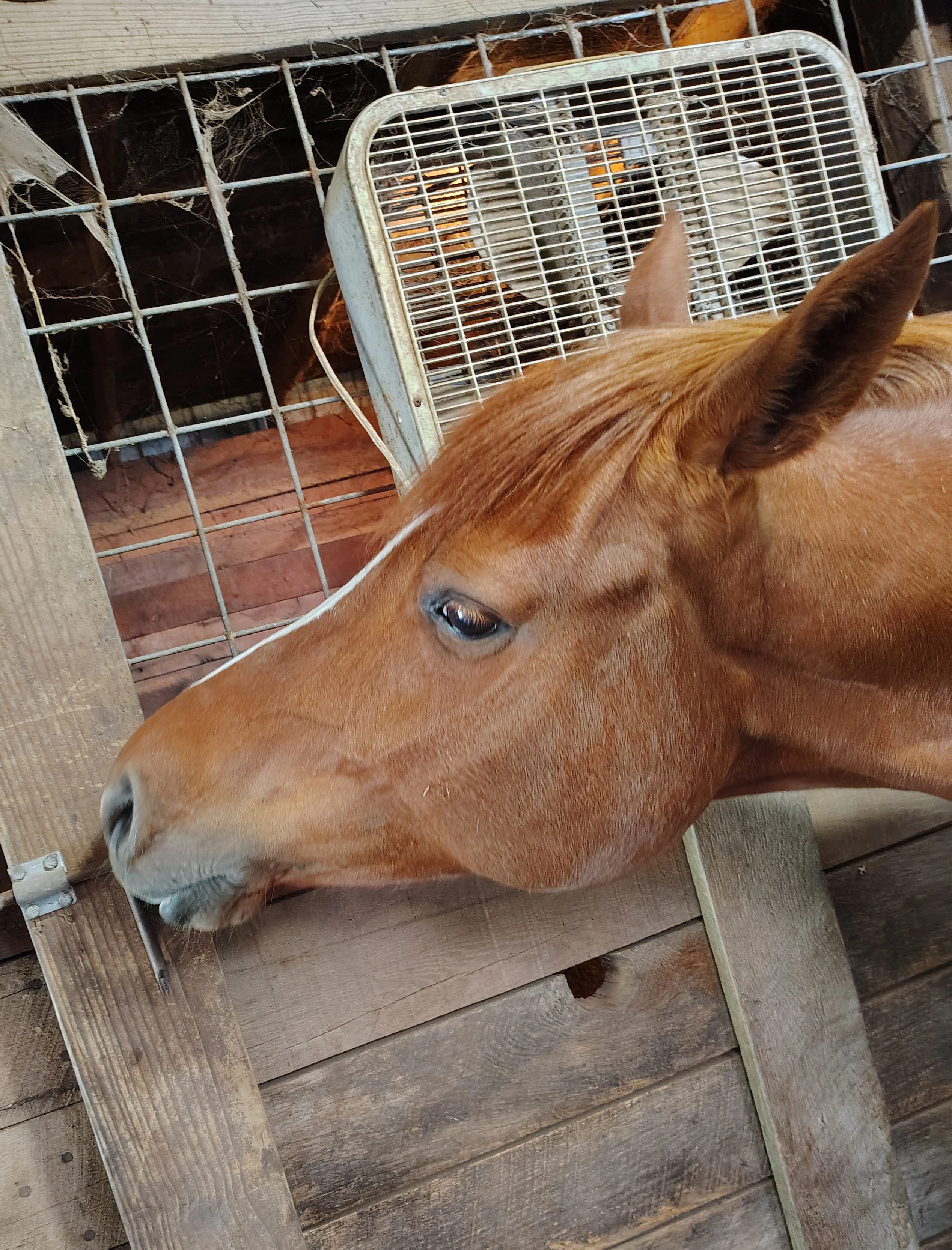 Weee I love chill nights at the barn. | Fandom