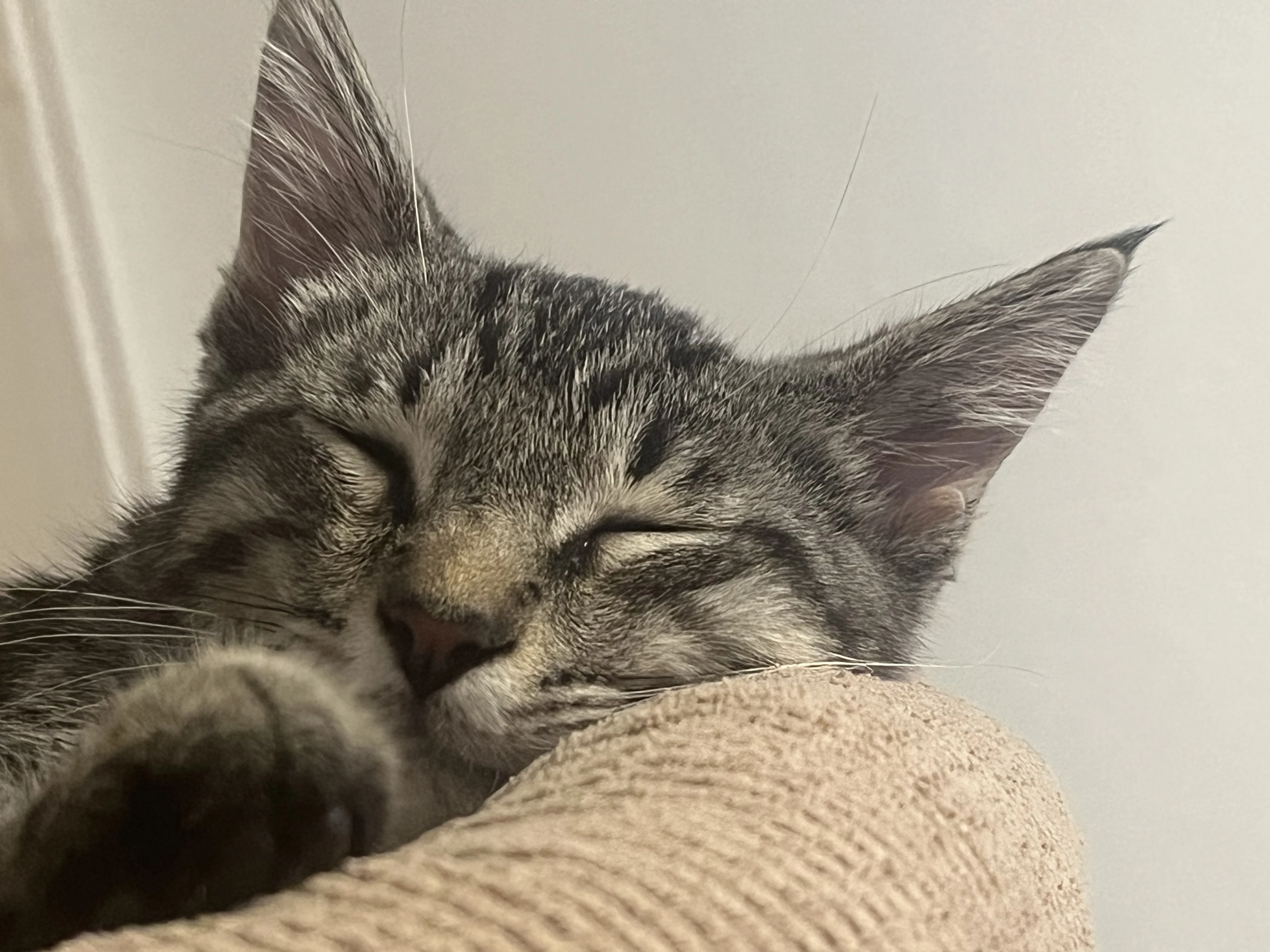 gonna watch the new tadc episode | Fandom