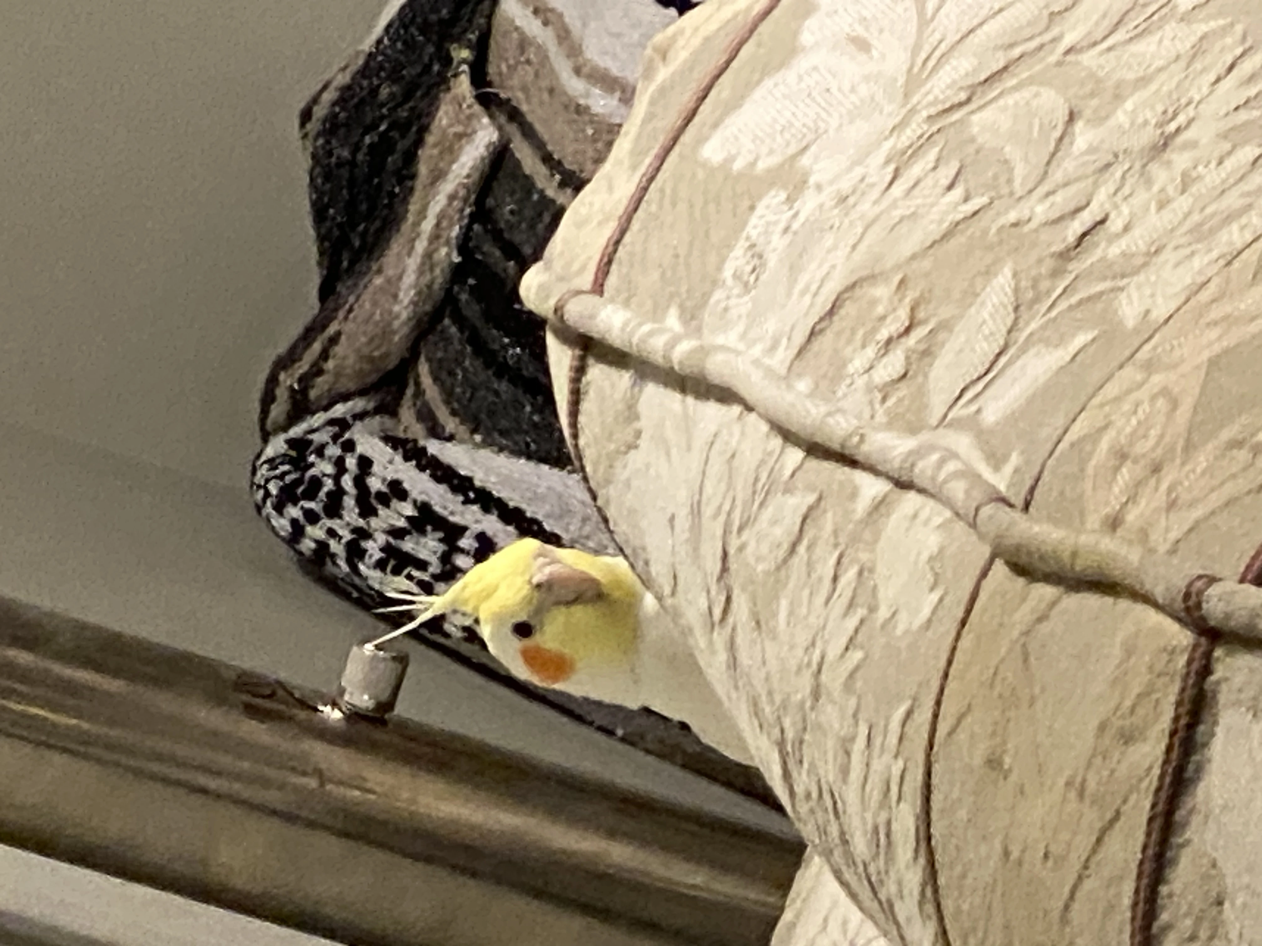 Koko picture of the day! | Fandom