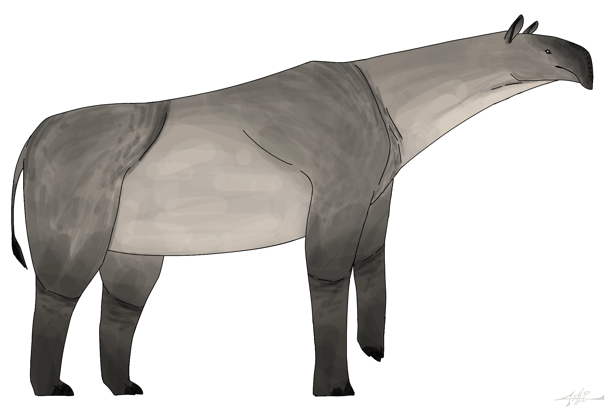 Paraceratherium drawing | Fandom