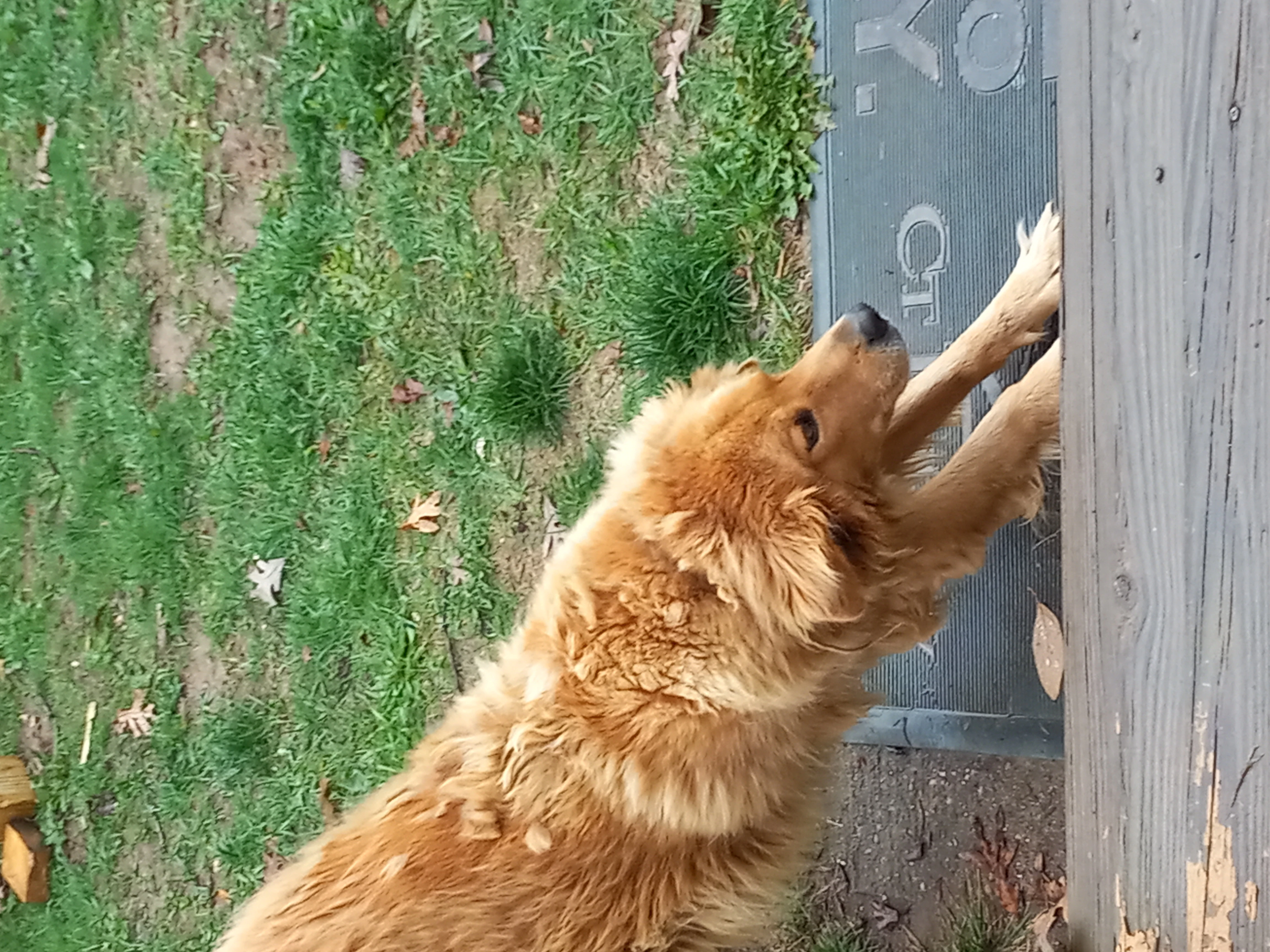 dog | Fandom
