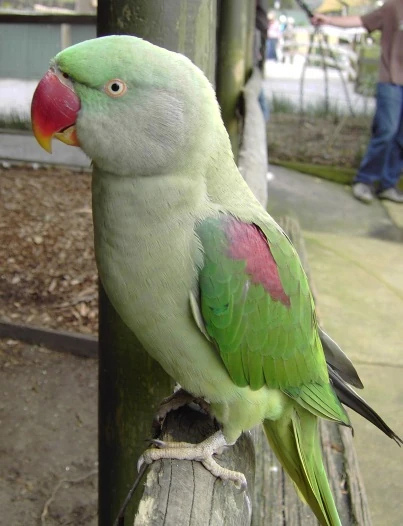 Emma Emmerich's parrot | Fandom