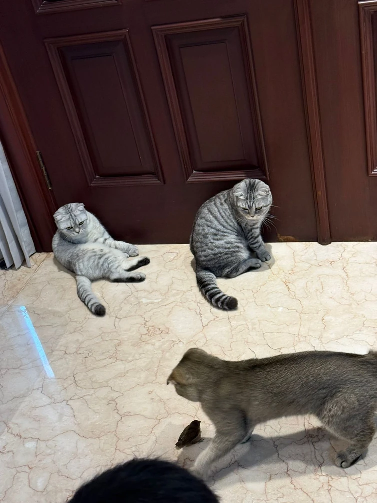 The council of cats shall await Noli to release | Fandom