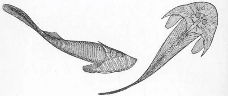 cephalaspis lyelli | Fandom