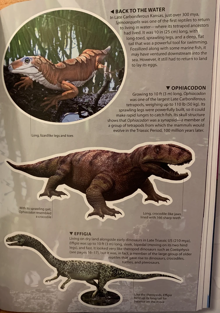 Discuss Everything About Dinopedia | Fandom