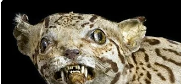 LEO USER FACE REVEAL(NO CLICKBAIT 10000% REAL)🤯🤯🤯🤯🤯🤯 | Fandom