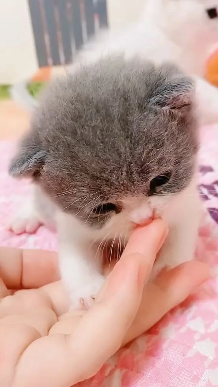 free cute cat pictures (in case of unpleasant events) | Fandom