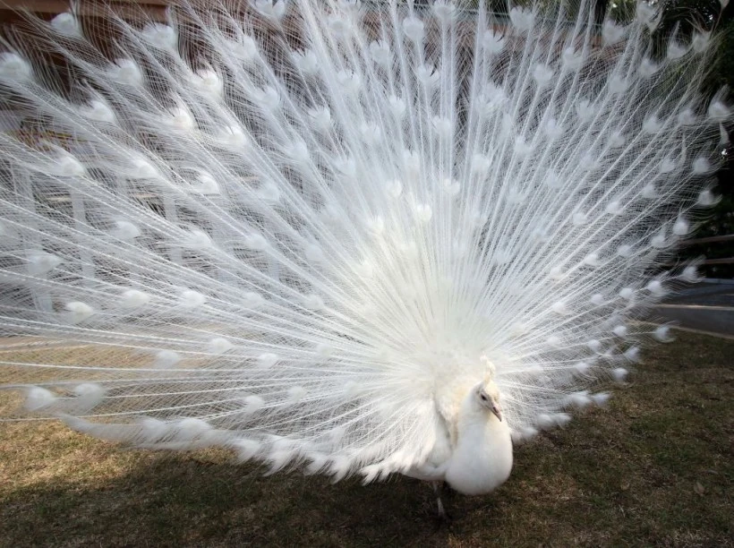 I let Vane out 🤩🤩🤩 | Fandom