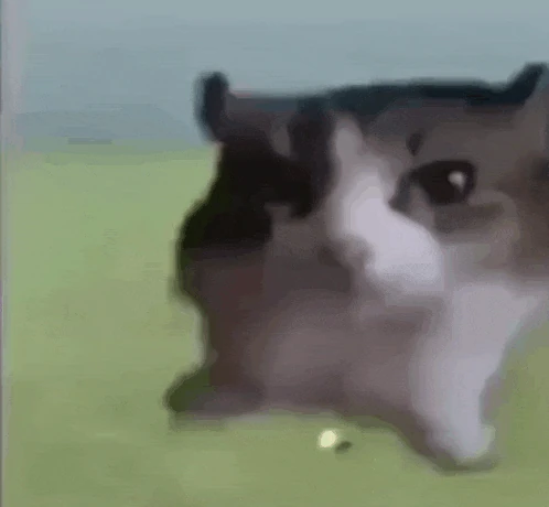 FKFHSHFJRJF | Fandom