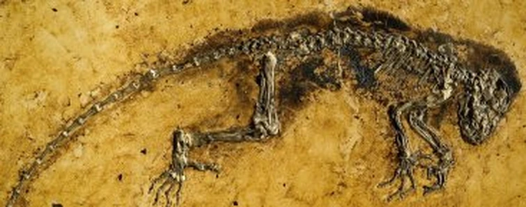 Ro-Gila Monkey Fossil Discovered | Fandom