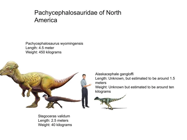 more size comparisons | Fandom