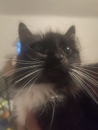 my cat is cute | Fandom