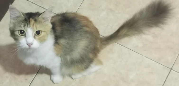 Turned a nother one of my cat into a Nimoona skin | Fandom