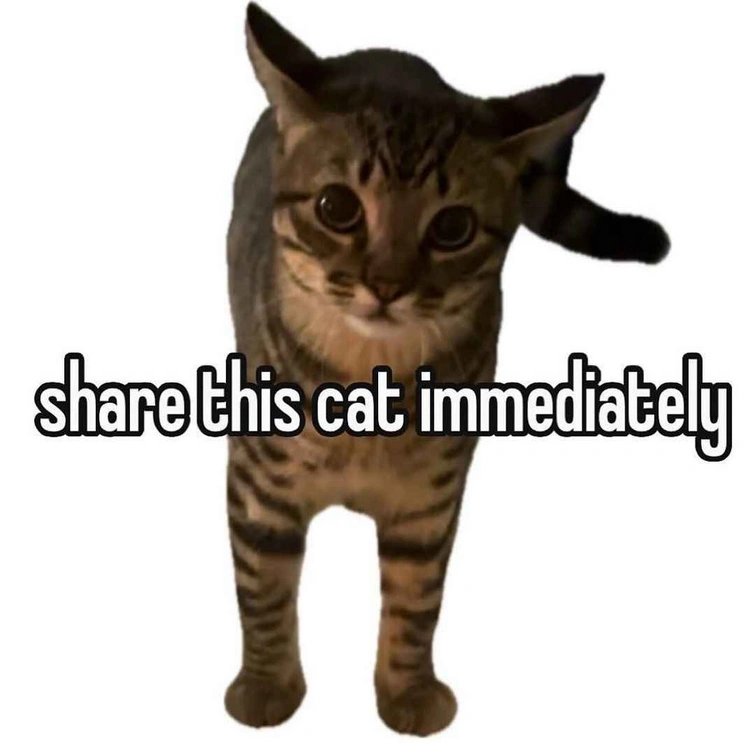 Share this cat immEUAJDHFUAHDIS | Fandom