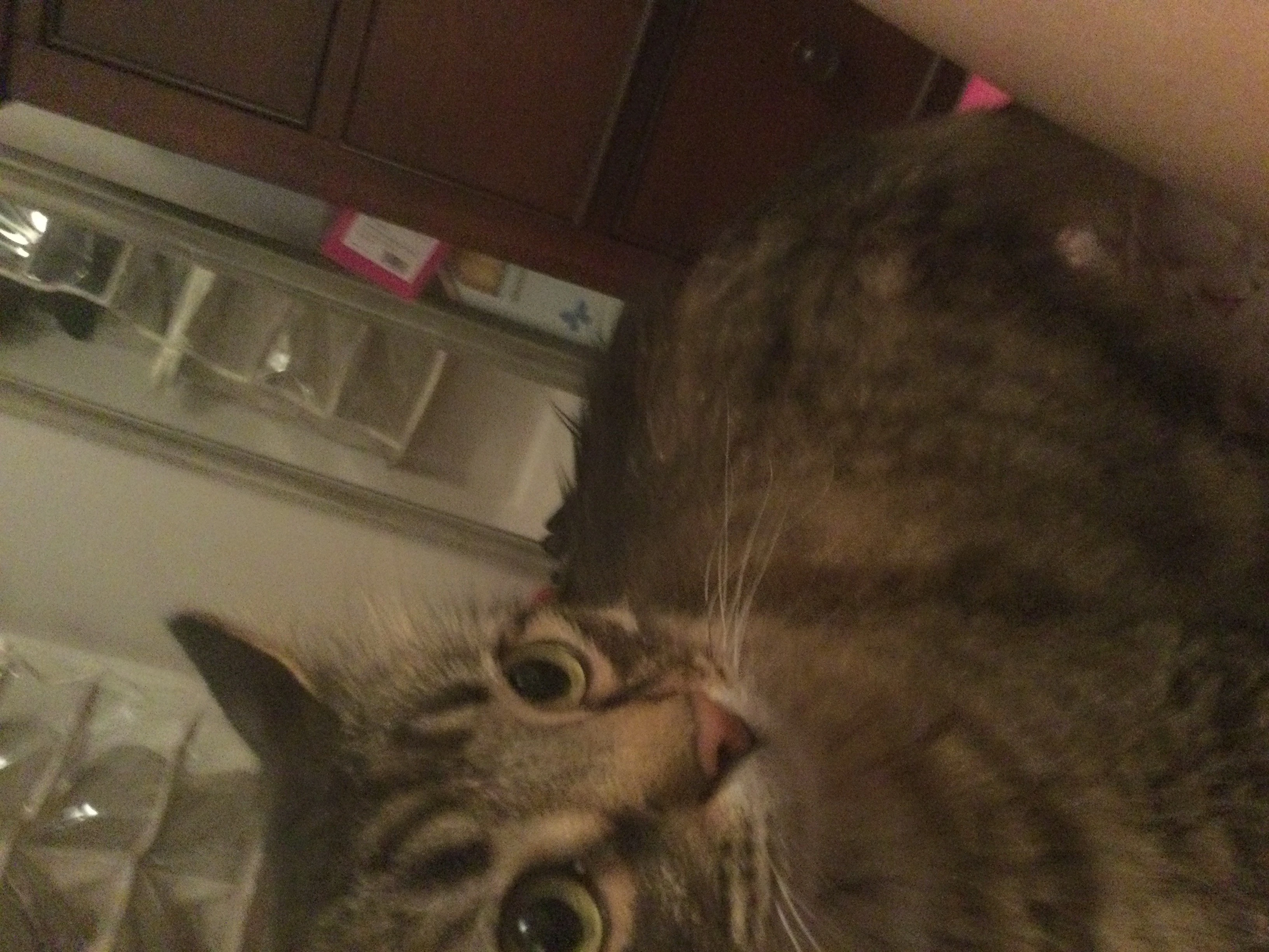 My cat says hi | Fandom