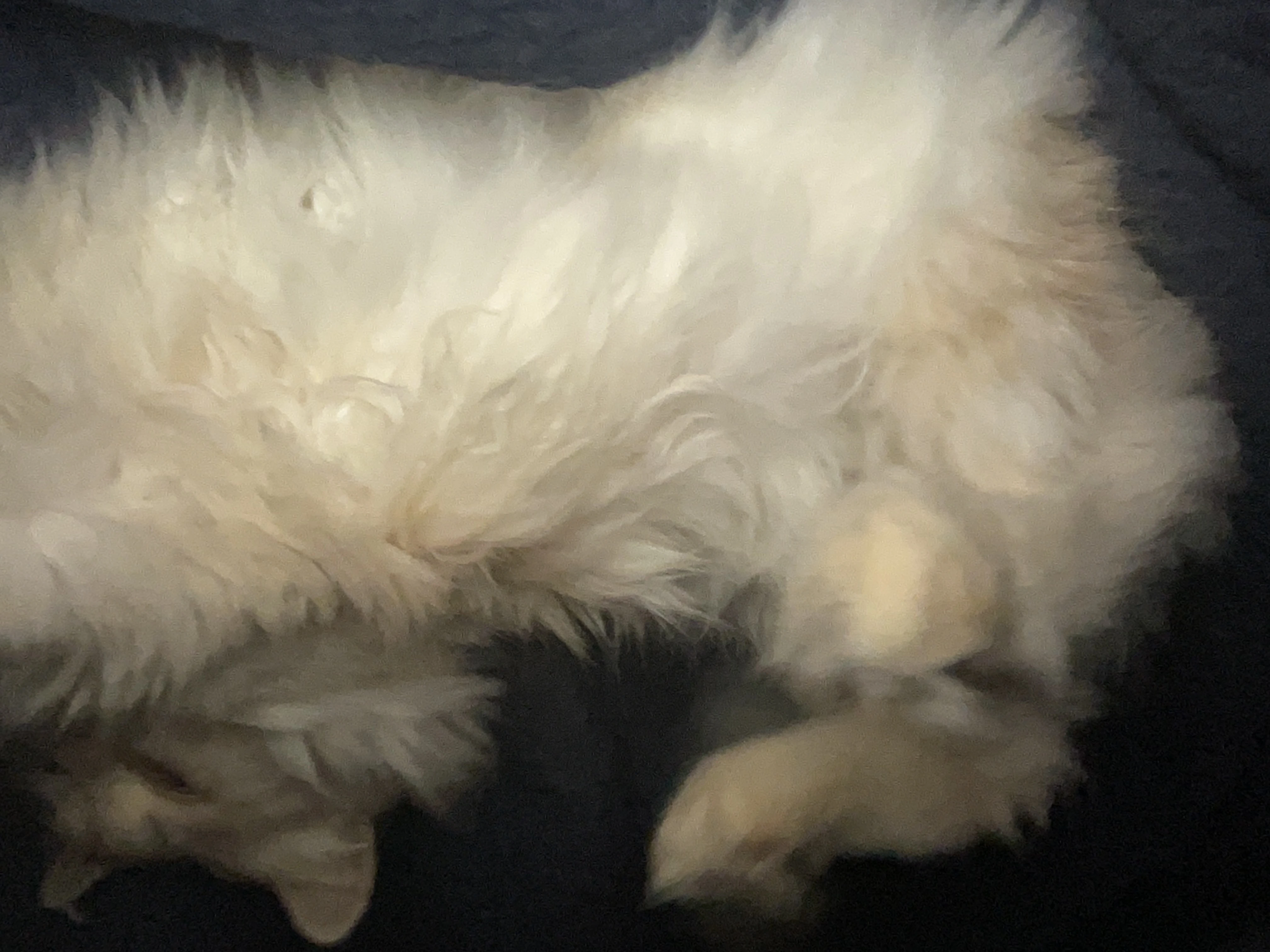 Daily Cat Image #884 | Fandom