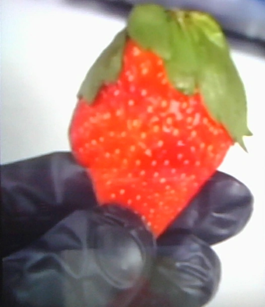 guys look its sprout | Fandom