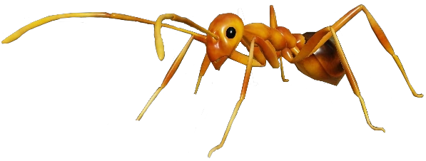 yellow crazy ant (REAL) | Fandom