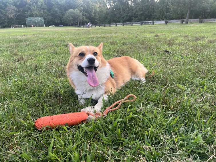 more doge pics | Fandom