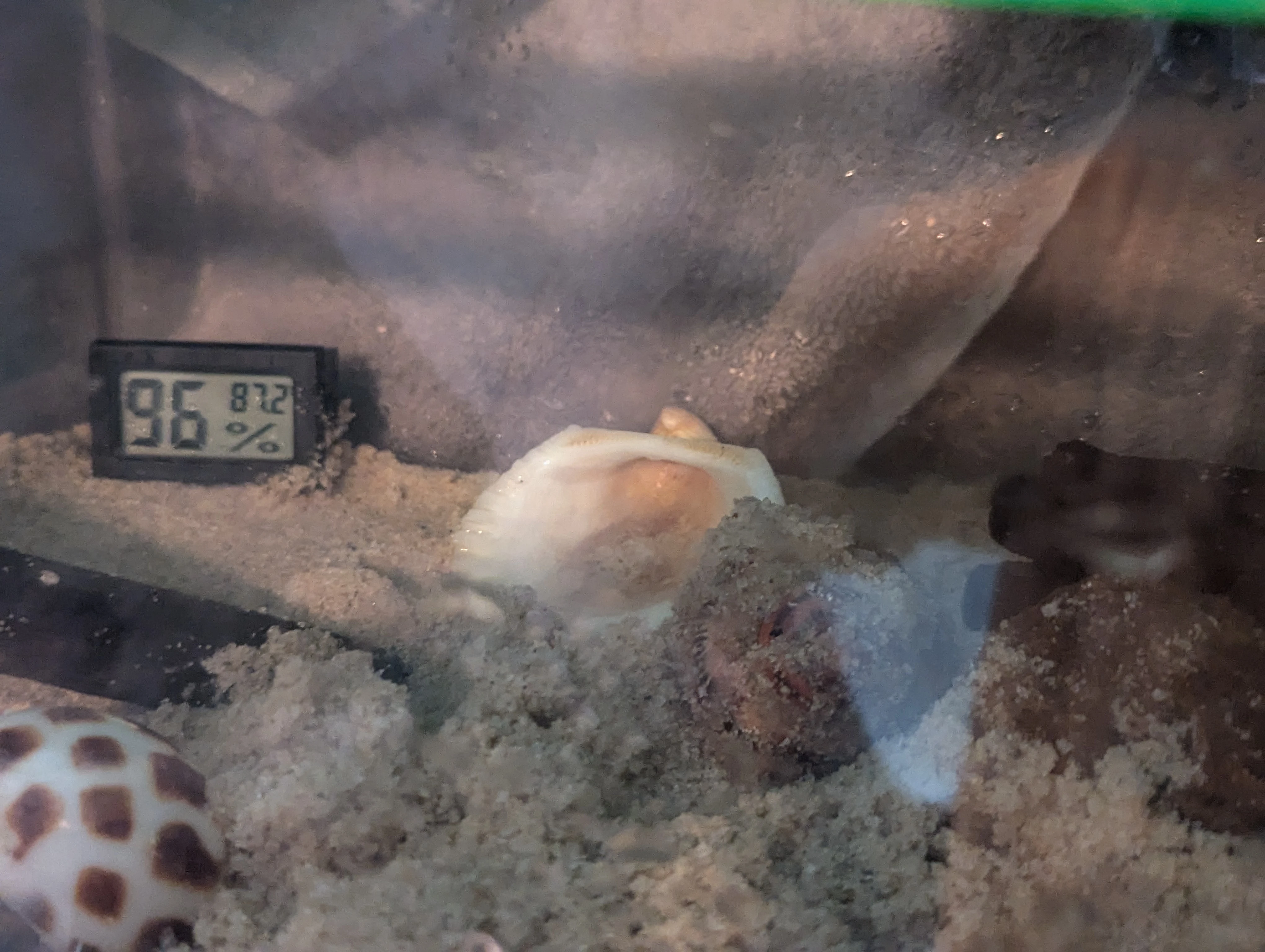 Hermit crab updatesss rn | Fandom
