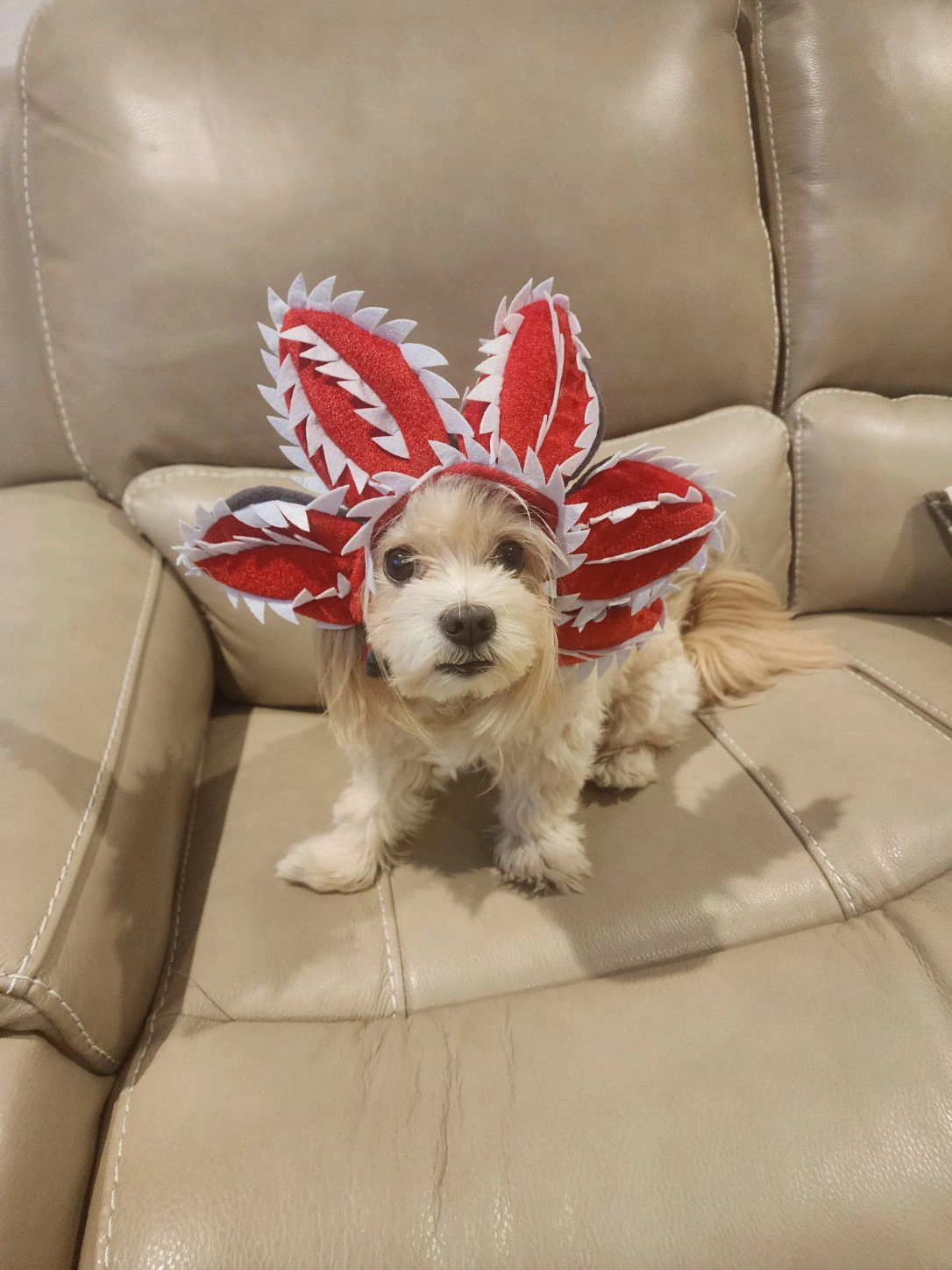 What do u think my dog’s Demogorgon costume? | Fandom