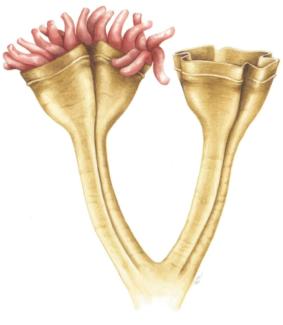 Fun facts with Shelly | Fandom