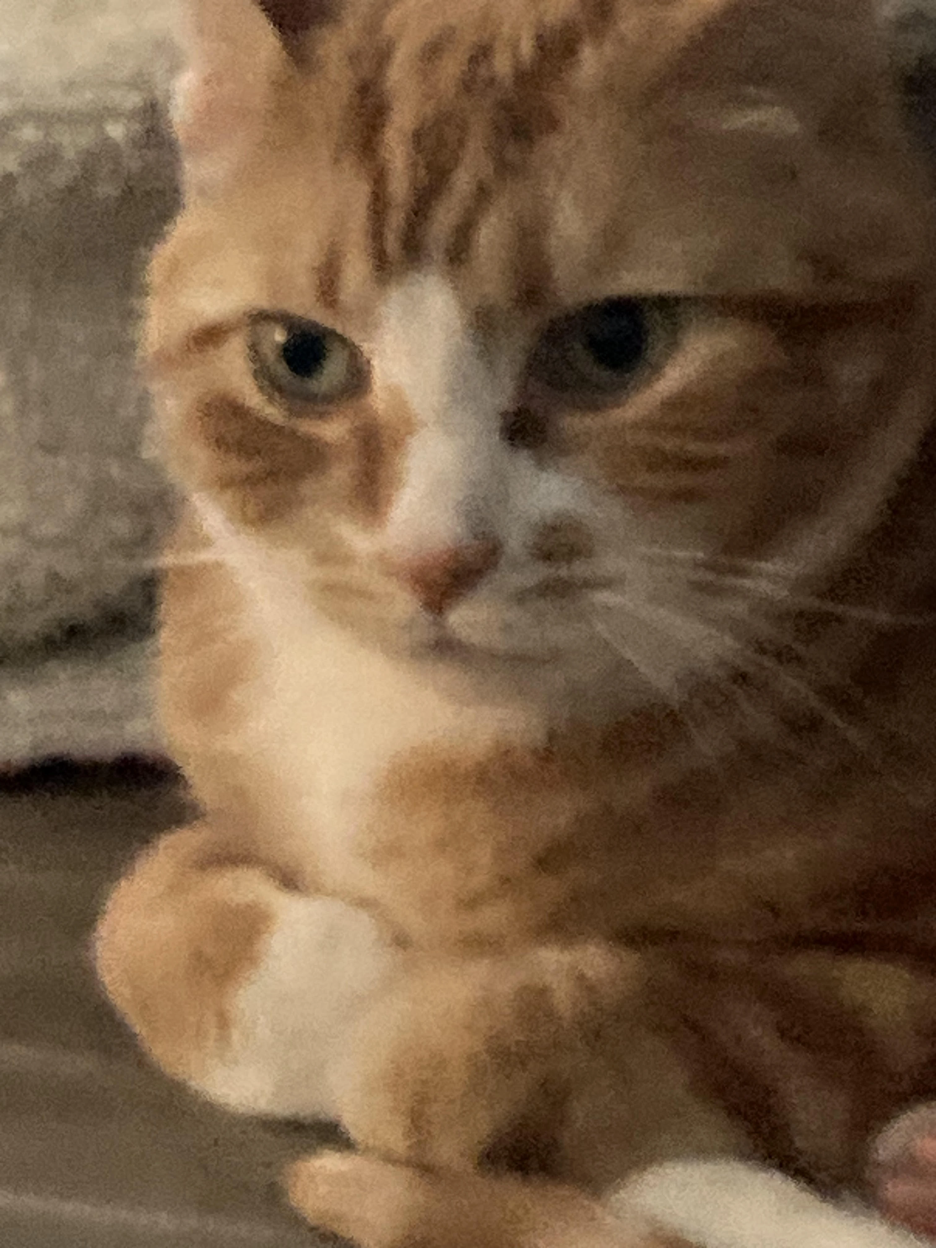 okay I learnt the real reason I like Akito | Fandom