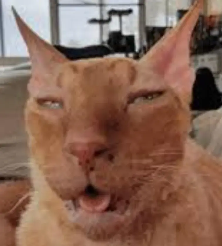 Its that time again, lets discuss. Do you like sonic Legacy 2017x or ...