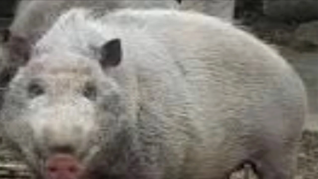 when the porkrind is sus | Fandom