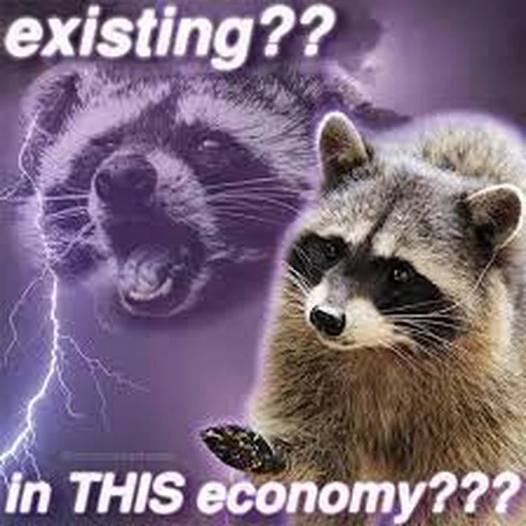 Raccoon memes (because I can) | Fandom