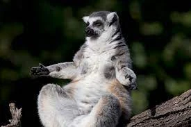 Taste the Sun! | Fandom