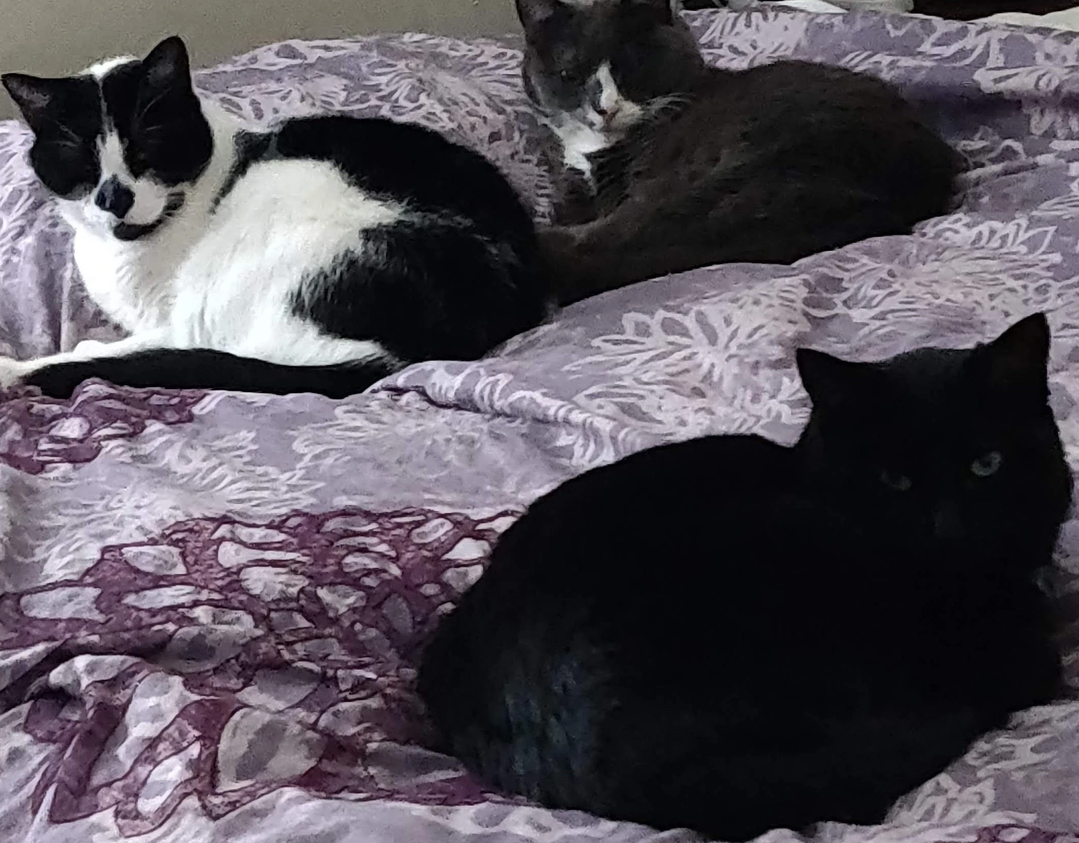 Off-topic but... | Fandom