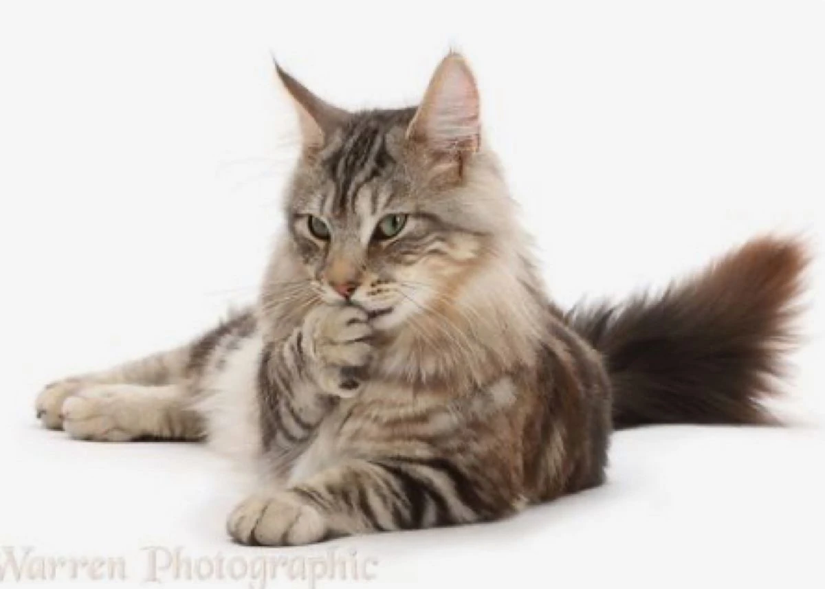 Npc hunting!! | Fandom