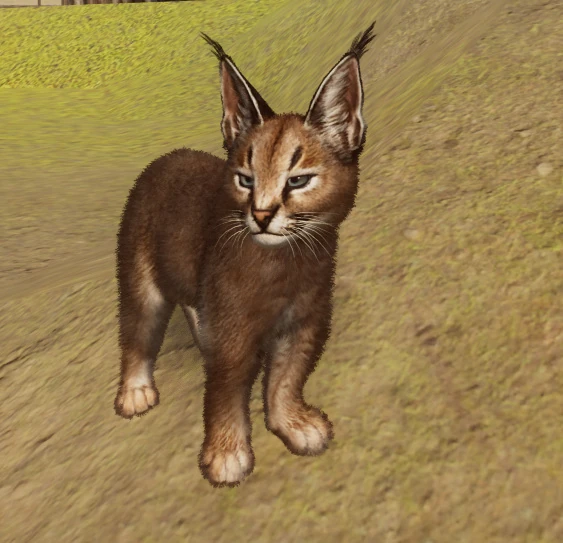 baby floppa! | Fandom