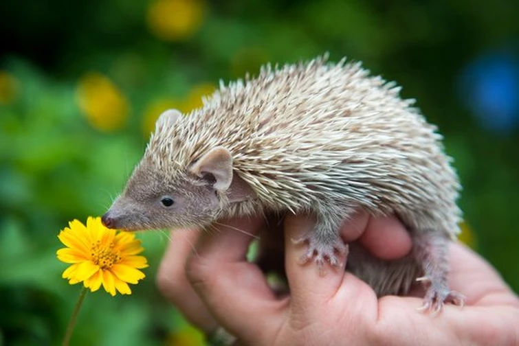 Tenrecs are my new favorite animal | Fandom