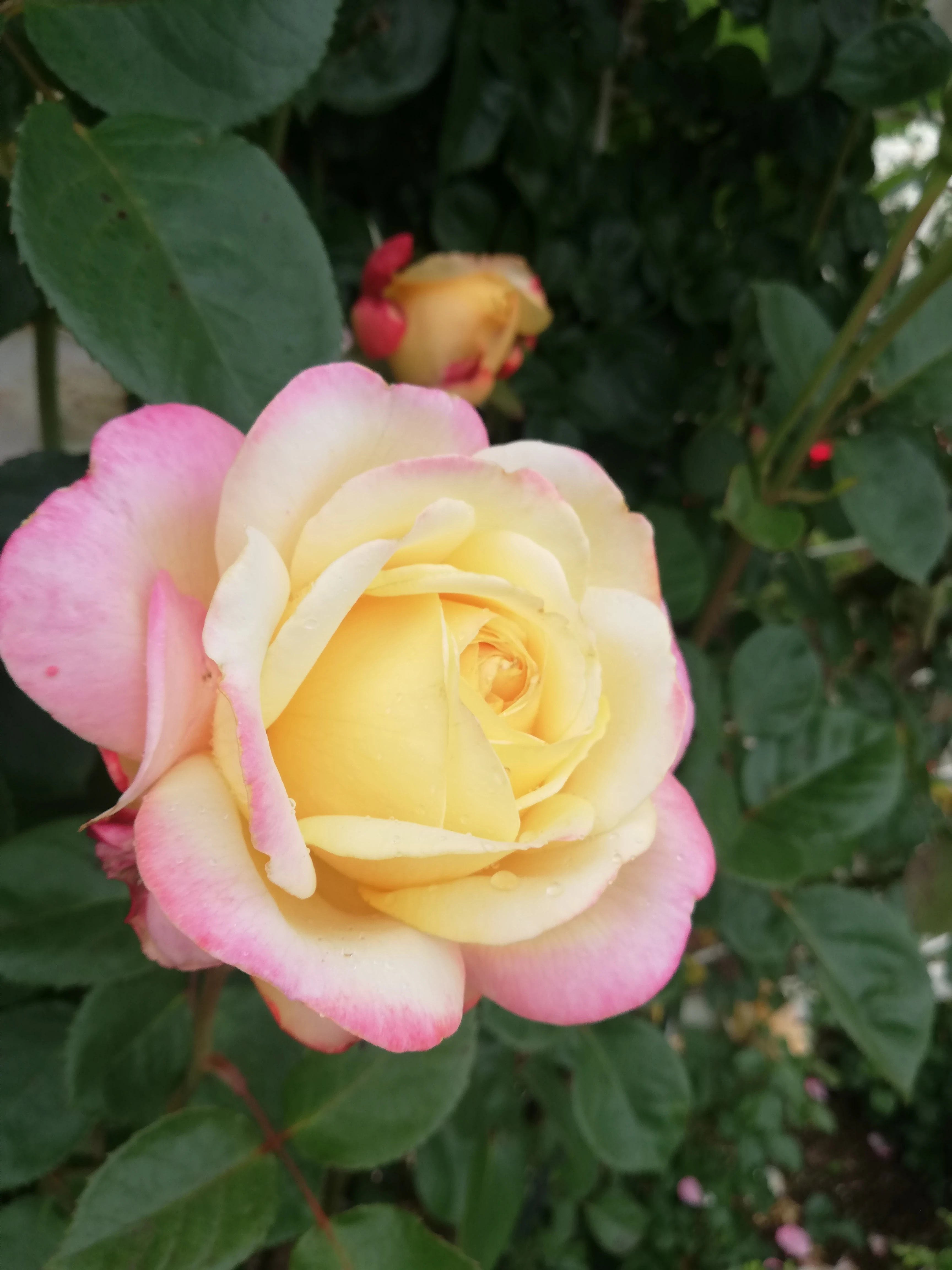 Cure Flora Rose. and Is there anything you would like to see or know ...