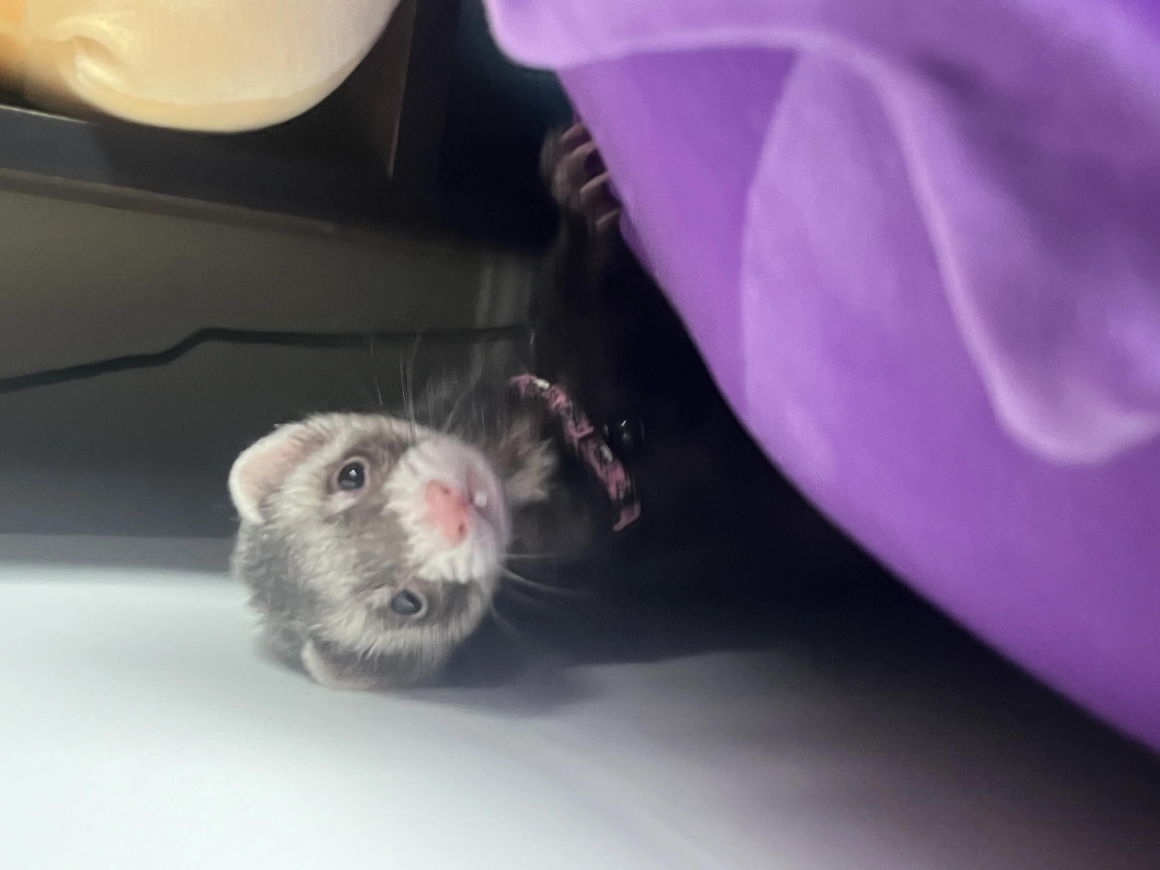 Why can’t ferrets be added to the game :,) | Fandom