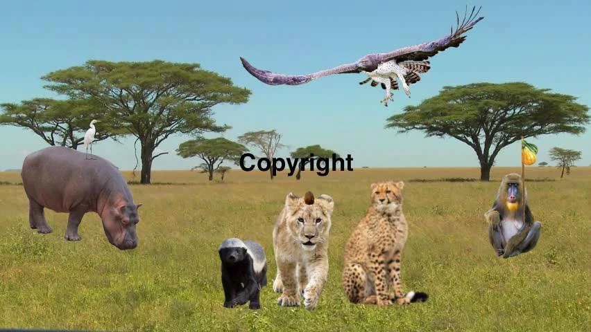 Lion Guard Characters in Live Action | Fandom