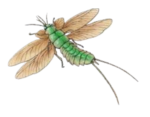 what is the name of this bug? | Fandom