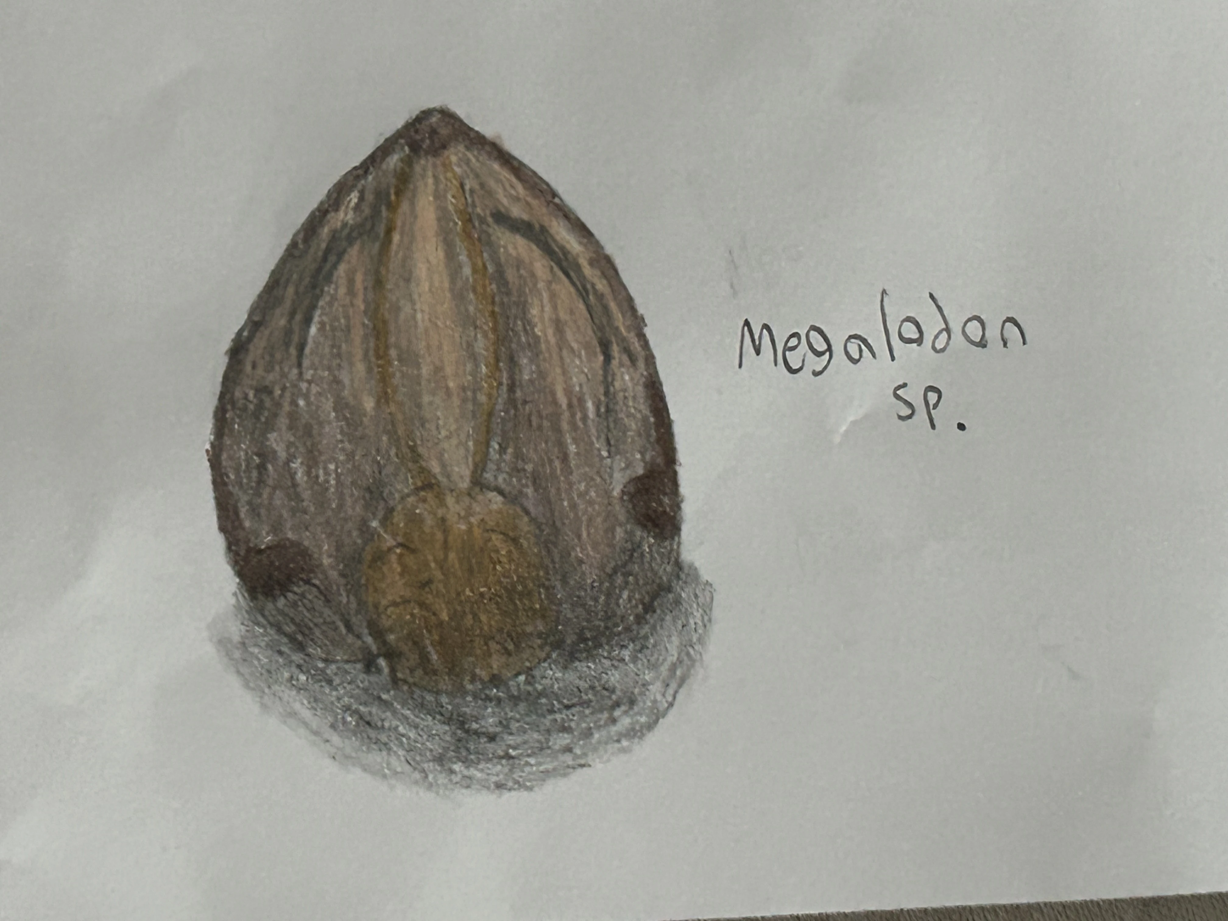 Megalodon drawing | Fandom