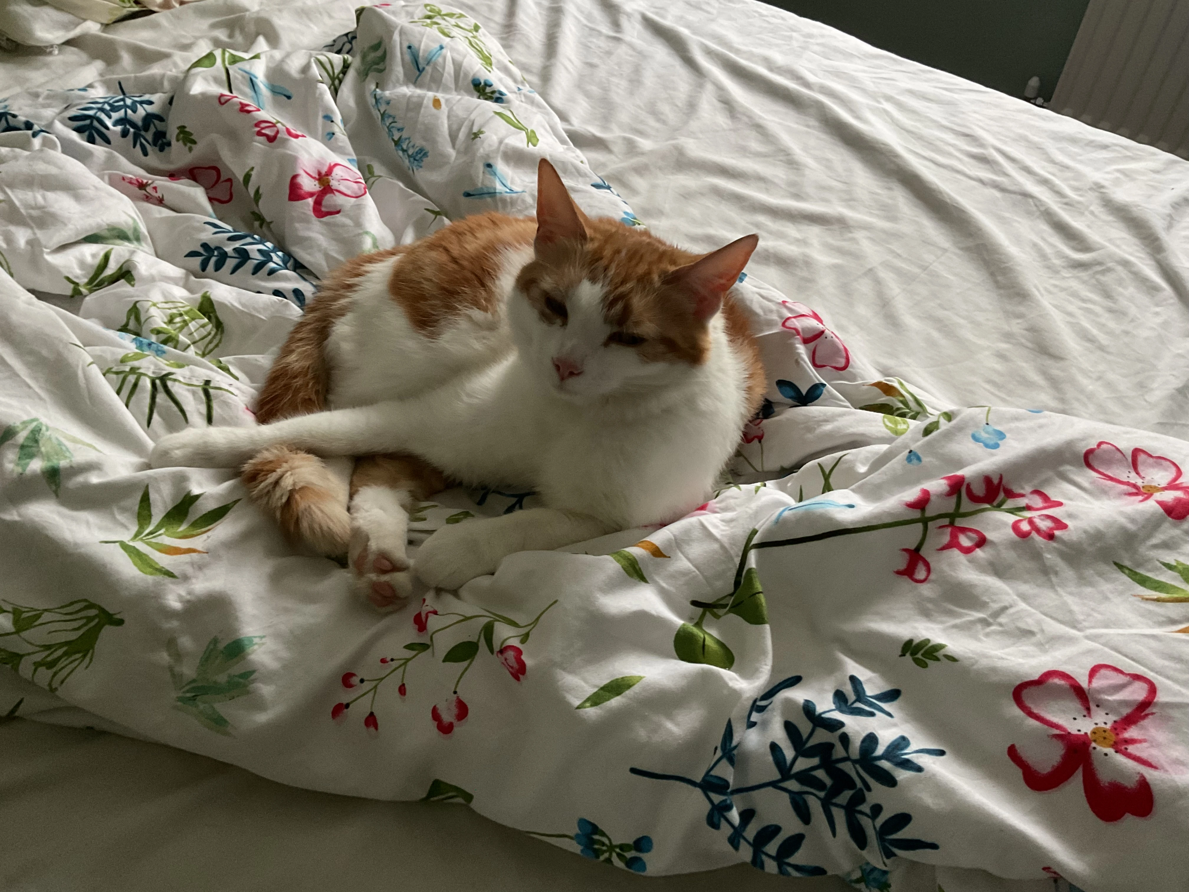 Daily Dose of Peanut | Fandom