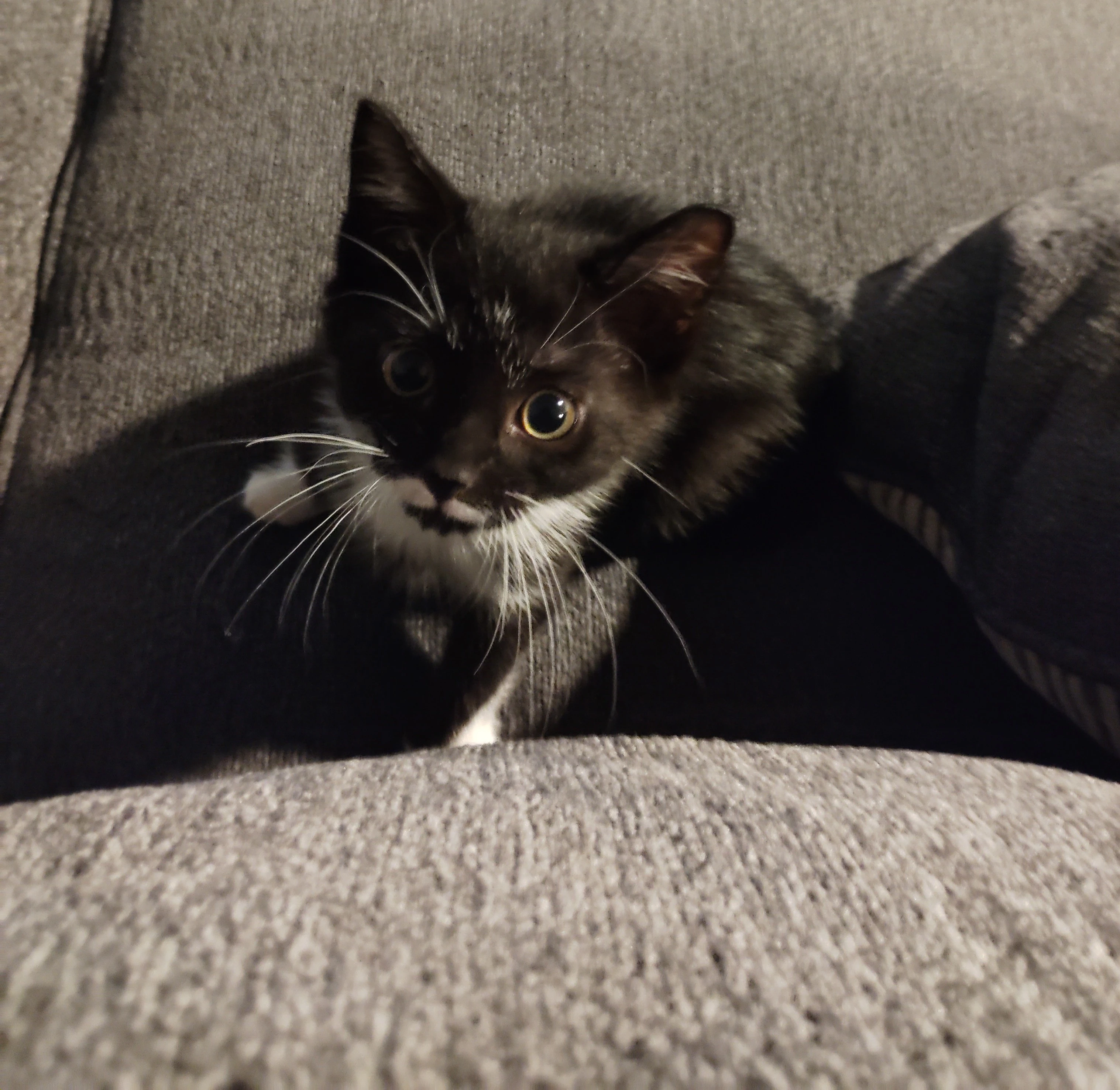 catspostingmaxxings | Fandom