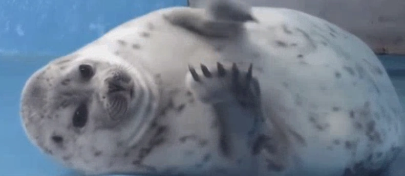 Guys I rendered primarina to be more realistic rate | Fandom