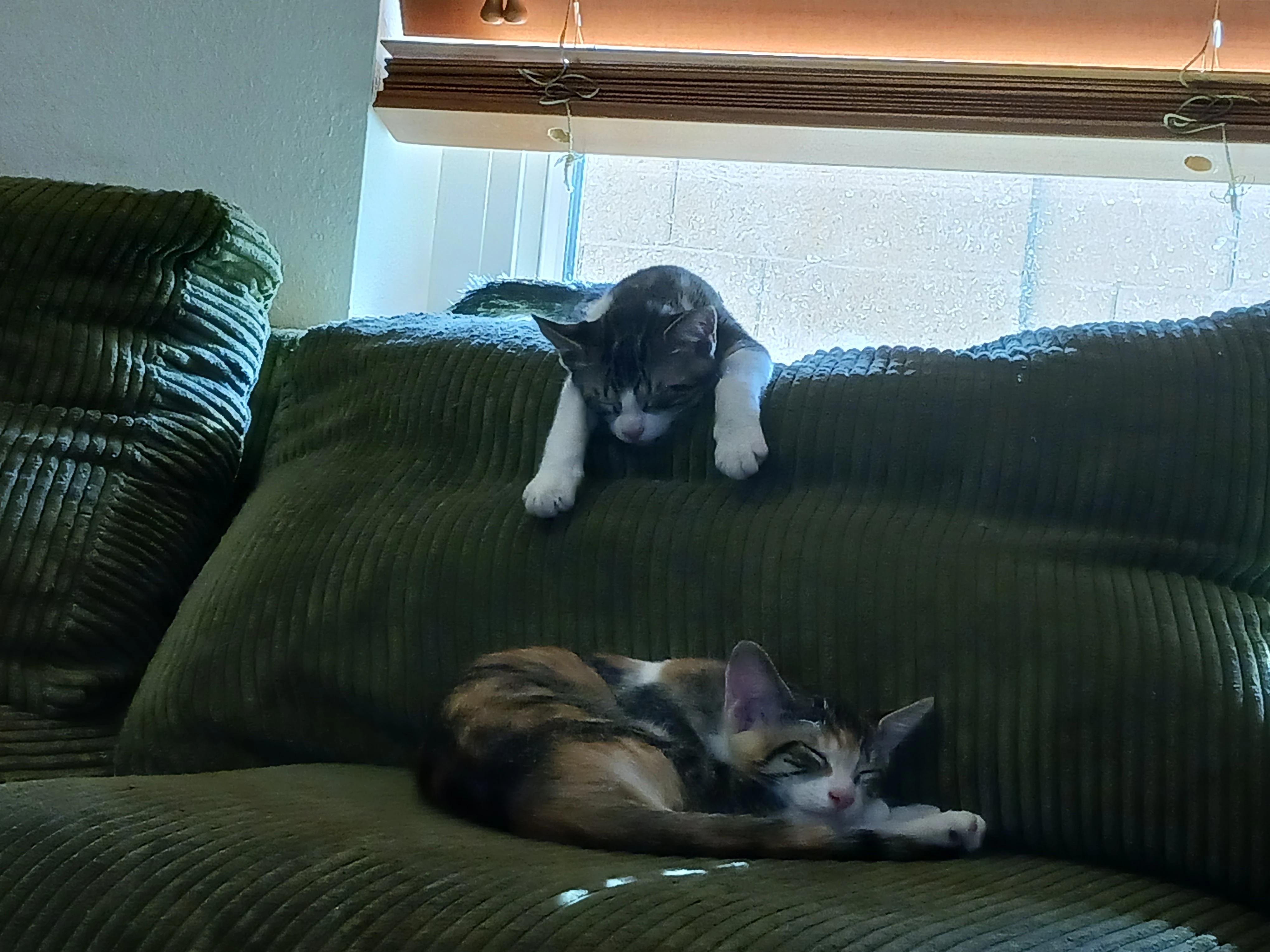 Life is shit, have a kitten | Fandom