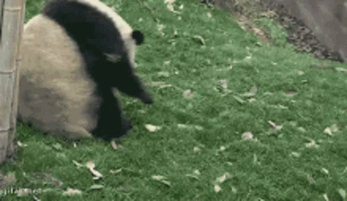 New Sonic Character: Boulder the Panda | Fandom
