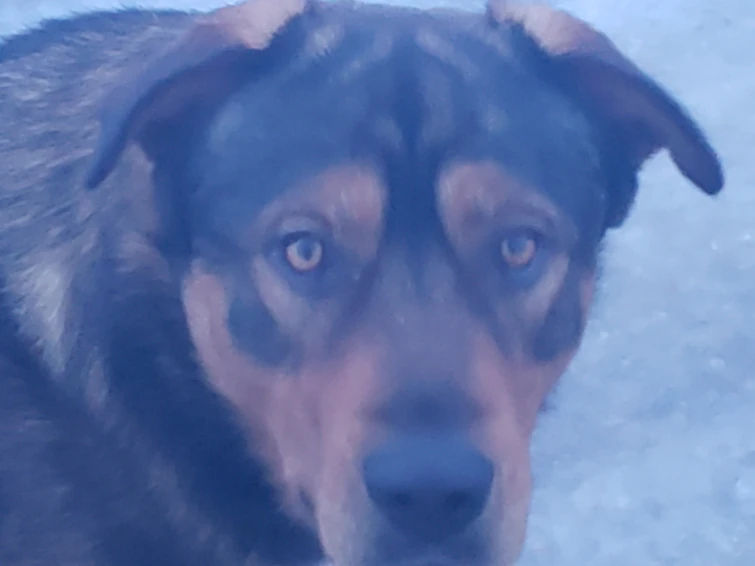 dog | Fandom