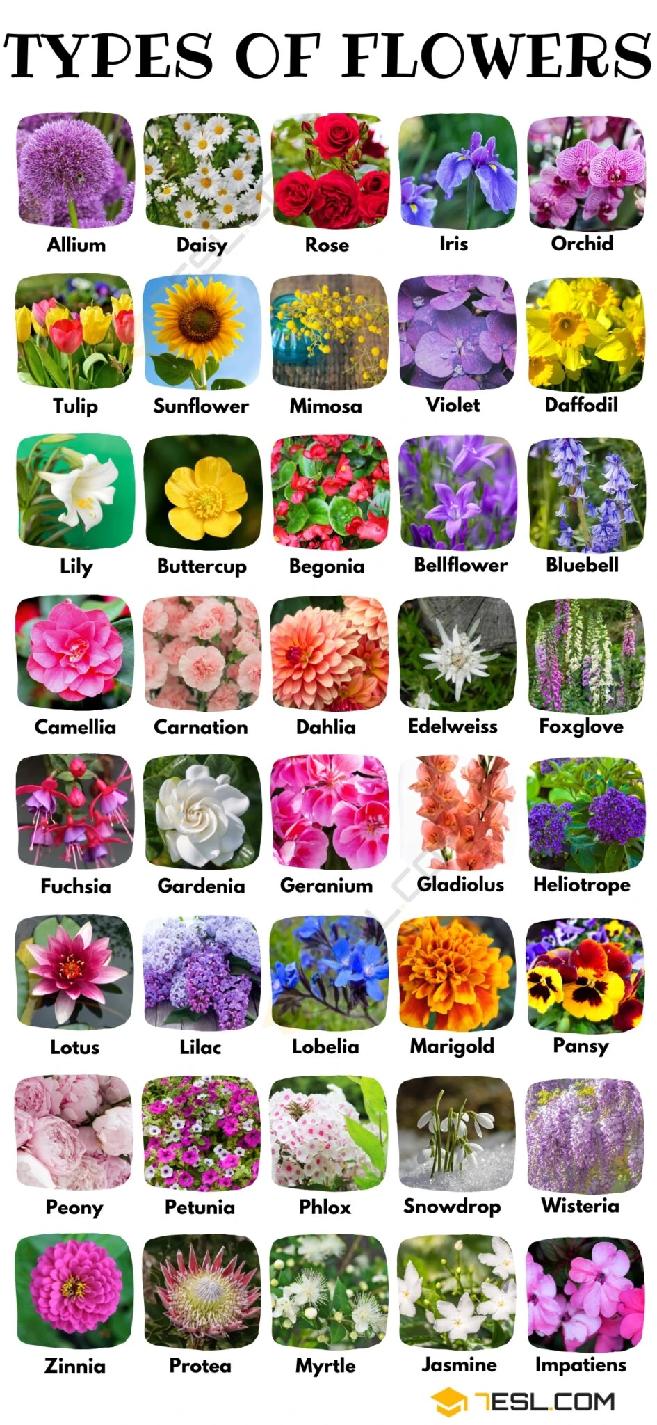 What kind of Flower Dandy is? | Fandom